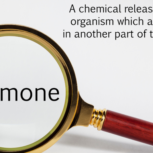 Demystifying Hormones - A Comprehensive Guide - Nursing Scholar 101 Demystifying Hormones - A Comprehensive Guide - Nursing Scholar 101