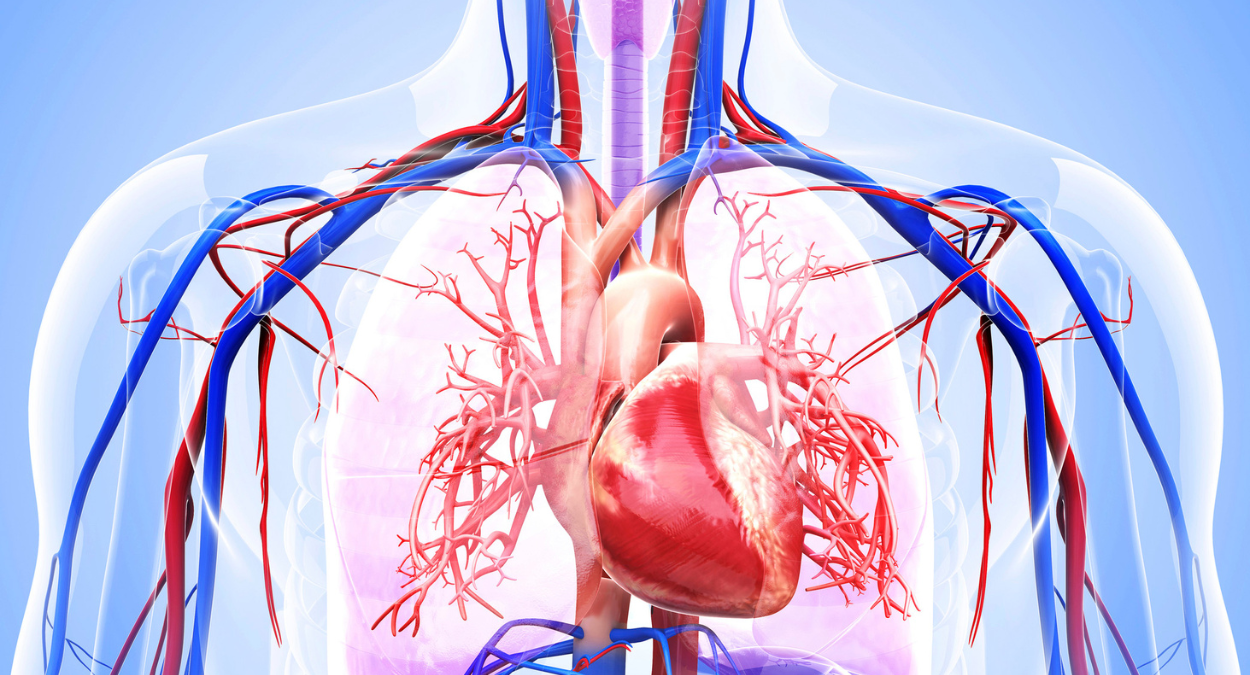 Cardiovascular System And Respiratory System form 2 intricate networks